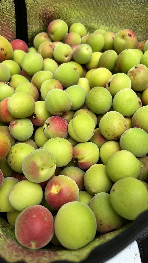 FRESH HARVESTED GREEN UME NOW AVAILABLE – NZYUZU