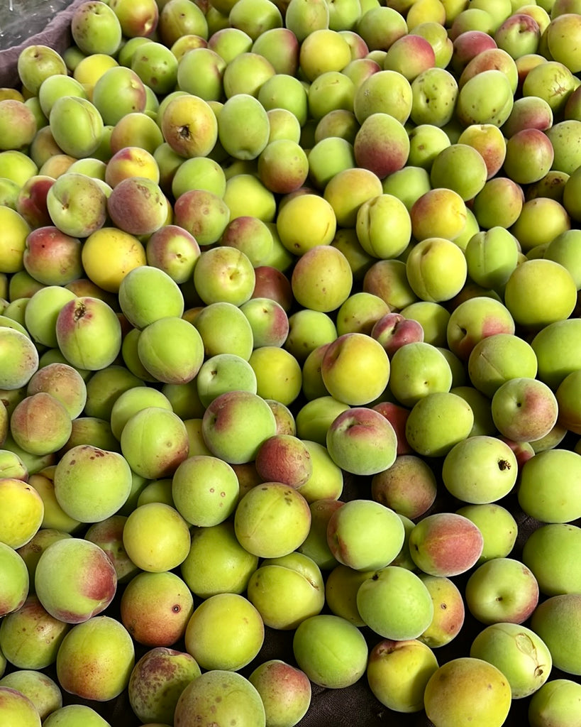FRESH HARVESTED GREEN UME NOW AVAILABLE – NZYUZU