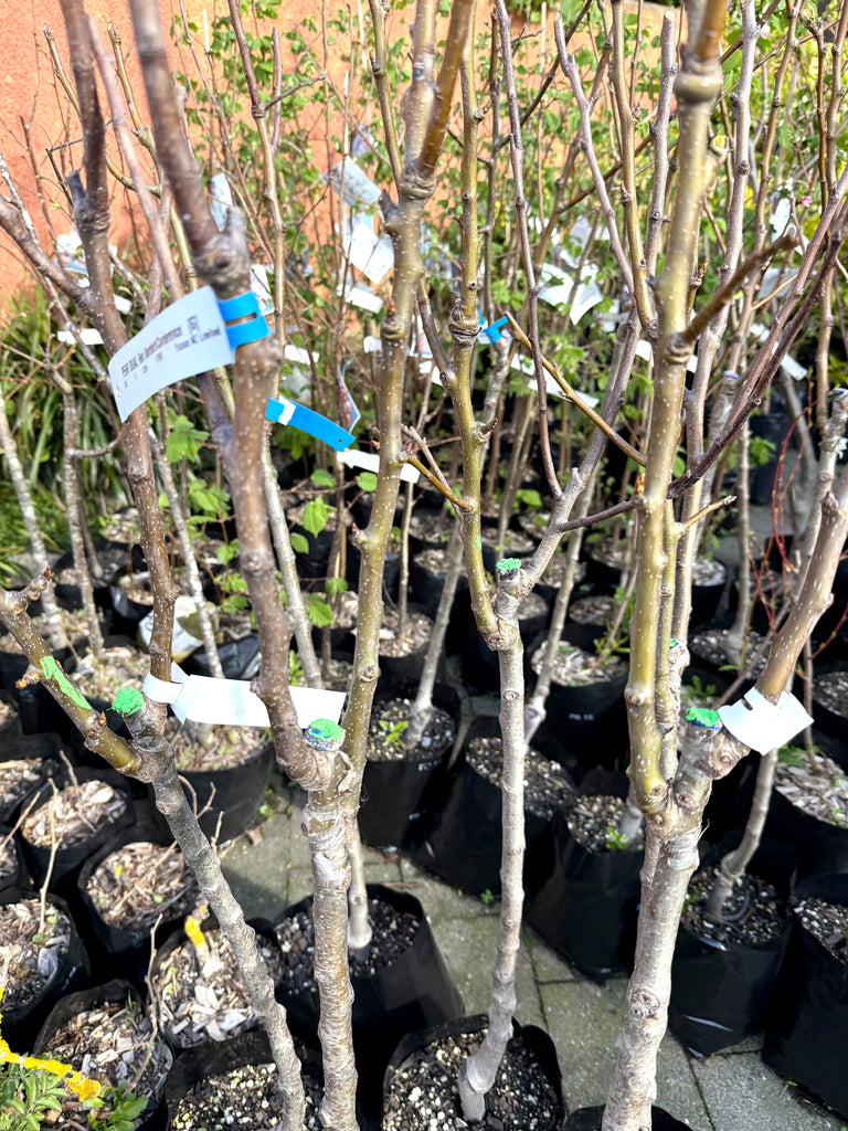 PEAR TREES - DOUBLE GRAFTED – NZYUZU