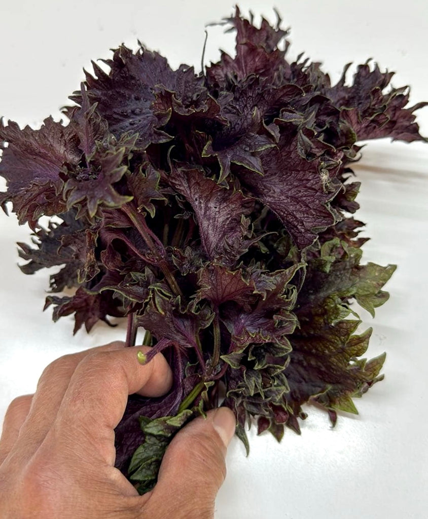 Japanese Red Shiso – NZYUZU