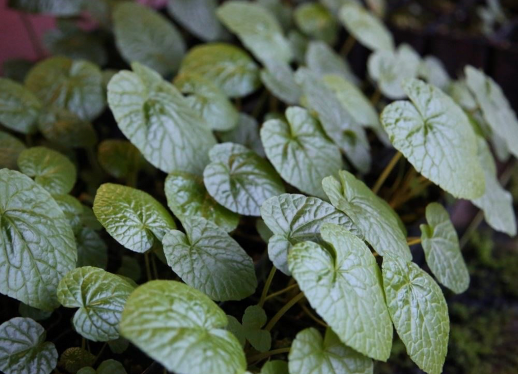 JAPANESE WASABI PLANTS - AVAILABLE NOW – NZYUZU