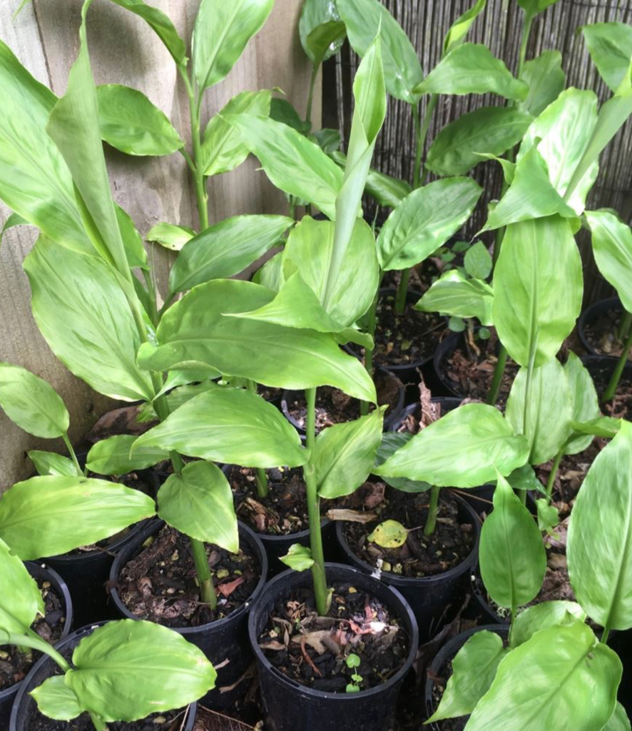 JAPANESE MYOGA GINGER PLANT (Zingiber Myoga) – NZYUZU