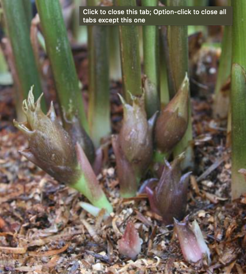 JAPANESE MYOGA GINGER PLANT (Zingiber Myoga) – NZYUZU