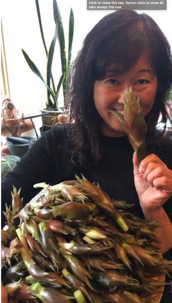 JAPANESE MYOGA GINGER PLANT (Zingiber Myoga) – NZYUZU